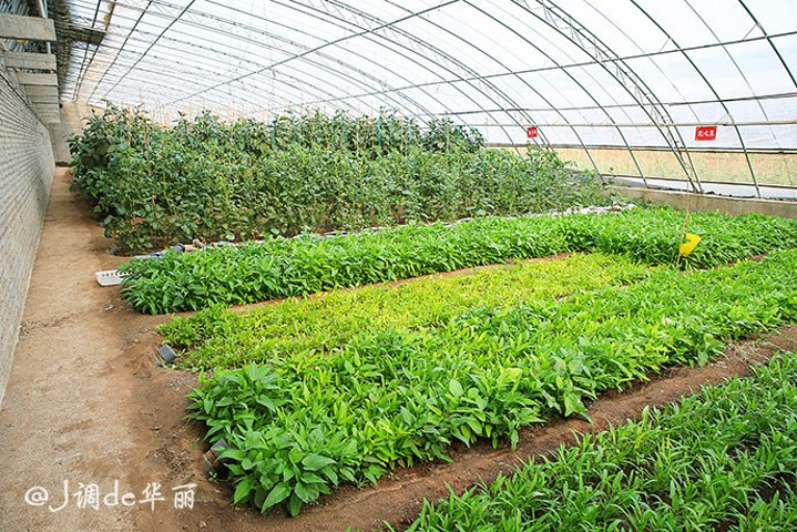 垄和畦的图片 畦和垄的区别图片 一垄双行式意图 大山谷图库
