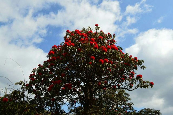 2025百里杜鹃风景区游玩攻略,...为了节约时间，在杜鹃树下...【去哪儿攻略】