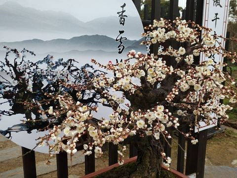 2025光福景区-旅游攻略-门票-地址-问答-游记点评，苏州旅游旅游景点推荐-去哪儿攻略