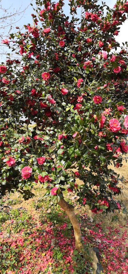 2025五脑山森林公园门票,麻城五脑山森林公园游玩攻略,五脑山森林公园游览攻略路线/地址/门票价格-【去哪儿攻略】