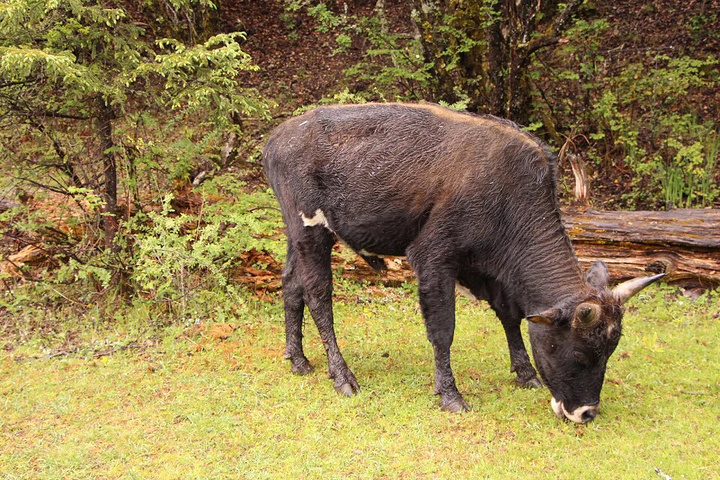 2024说实话，普达措是我去过最贵的景点，但是一点都不好玩，基本上就是看看风景，走一圈下来而已_普达措国家公园-评论-去哪儿攻略