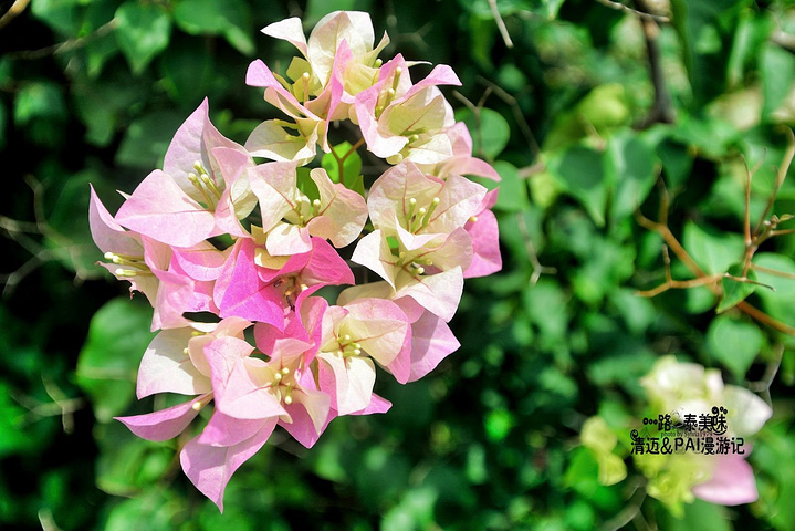 2023清迈游玩攻略,清迈交通/住宿/行程/美食/购物攻略,清迈注意事项/实用信息【去哪儿攻略】