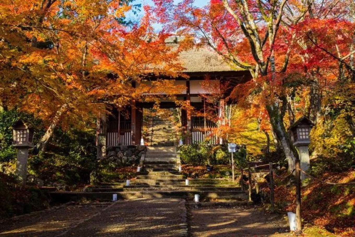 秋の霓虹枫叶季，东瀛红叶狩【蜜汁儿小酱Fun世界】京都赏枫· 附拍照Tips-京都旅游攻略-游记-去哪儿攻略