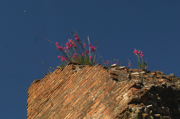2024帕拉蒂尼山（拉丁语：Collis Palatium或Mons Palatinus）是罗马七座山..._帕拉蒂尼山-评论-去哪儿攻略
