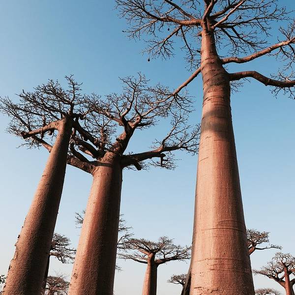 2025猴面包树大道门票,穆龙达瓦猴面包树大道游玩攻略,猴面包树大道游览攻略路线/地址/门票价格-【去哪儿攻略】