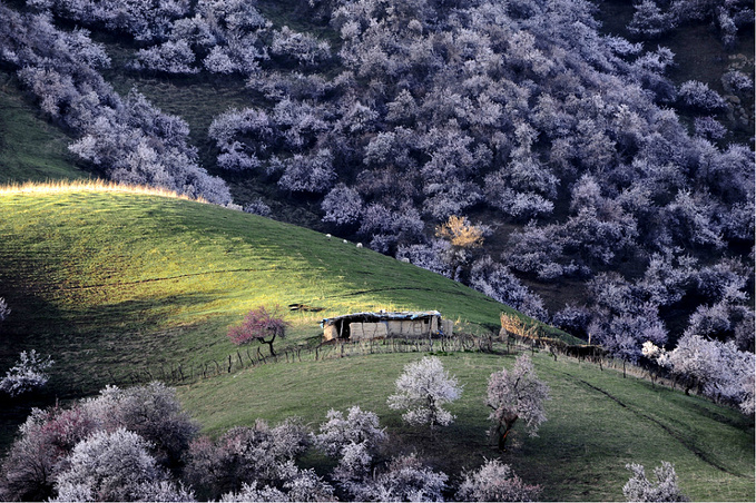 伊犁：醉在四月杏花天-伊犁旅游攻略-游记-去哪儿攻略