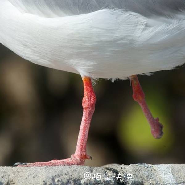 2025南普拉萨岛门票,加拉帕戈斯群岛南普拉萨岛游玩攻略,南普拉萨岛游览攻略路线/地址/门票价格-【去哪儿攻略】