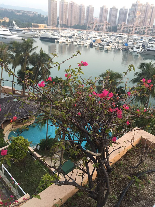 香港1日游-香港旅游攻略-游记-去哪儿攻略