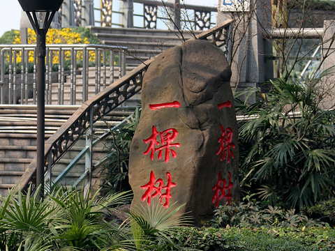 2022南山一棵树观景台-旅游攻略-门票-地址-问答-游记点评，重庆旅游旅游景点推荐-去哪儿攻略
