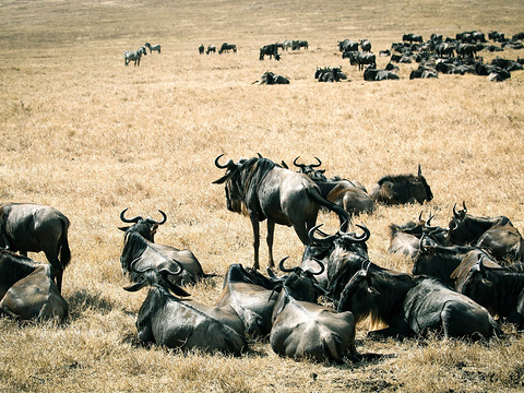 2018恩戈罗恩戈罗自然保护区_旅游攻略_门票_地址_游记点评,塞伦盖蒂国家公园旅游景点推荐 - 去哪儿攻略社区