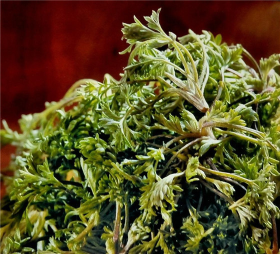 黄陵美食 刘清泉-黄陵旅游攻略-游记-去哪儿攻略