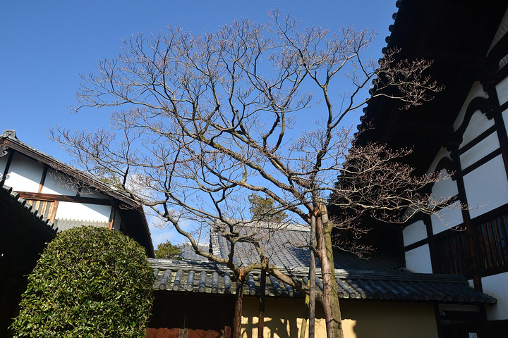 2023京都很多寺庙里的佛堂都禁止拍摄，但是在大德寺的佛堂和庭园都不能拍摄，这座令一休大师为之倾倒的地..._大德寺-评论-去哪儿攻略