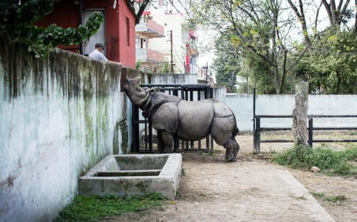 2023Central Zoo游玩攻略,虽然尼泊尔动物资源丰富，国...【去哪儿攻略】