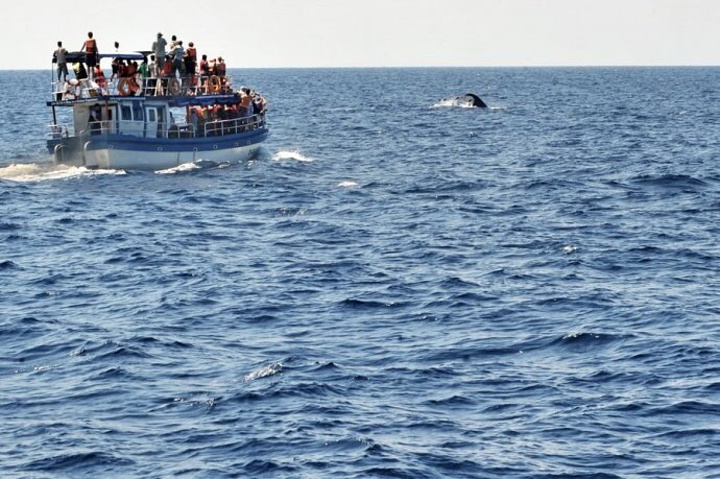 2024美蕊沙出海观鲸游玩攻略,汹涌的印度洋，观光船上下两...【去哪儿攻略】