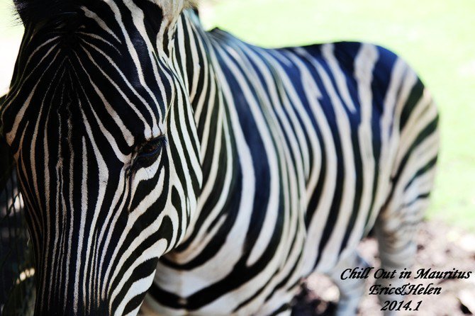 14年春节毛里求斯之旅★-卡塞拉旅游攻略-游记-去哪儿攻略