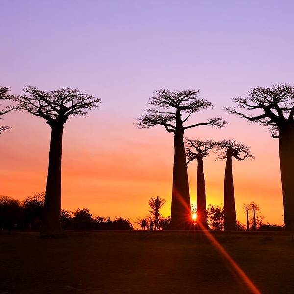 2025猴面包树大道门票,穆龙达瓦猴面包树大道游玩攻略,猴面包树大道游览攻略路线/地址/门票价格-【去哪儿攻略】