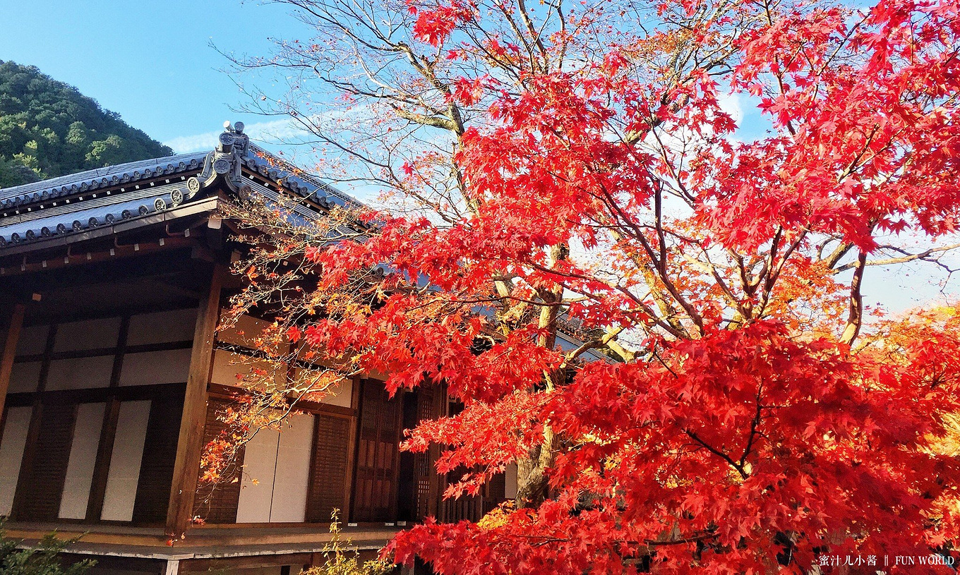秋の霓虹枫叶季，东瀛红叶狩【蜜汁儿小酱Fun世界】京都赏枫· 附拍照Tips-京都旅游攻略-游记-去哪儿攻略