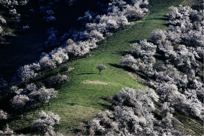 伊犁：醉在四月杏花天-伊犁旅游攻略-游记-去哪儿攻略