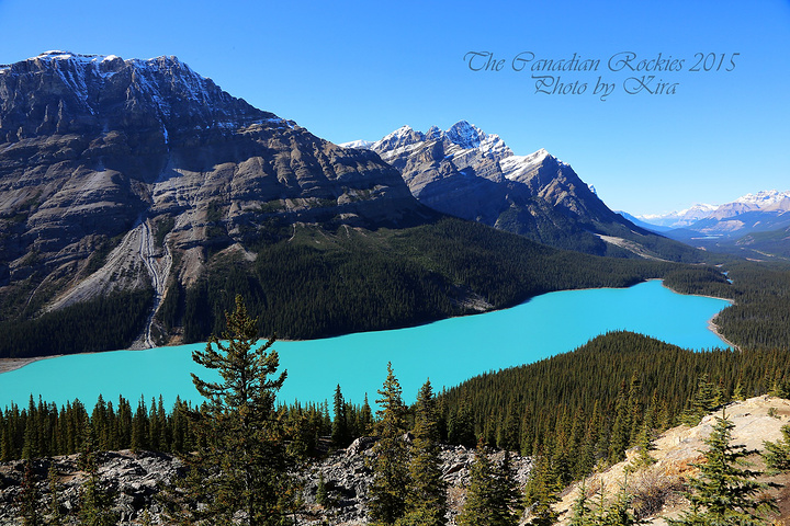 2024下午三点到达传说中的Peyto Lake，正午的阳光充足，湖水就像绿松石一样美丽_沛托湖-评论-去哪儿攻略