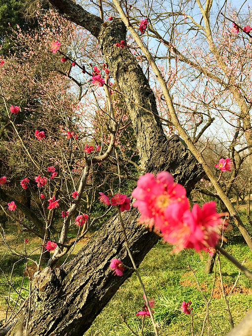 南京2日游-南京旅游攻略-游记-去哪儿攻略