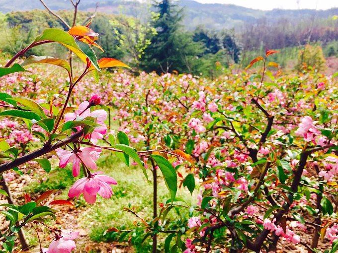 我在老山脚下水墨大埝，愿与你做一切与桃花海棠有关的爱情之事-南京旅游攻略-游记-去哪儿攻略